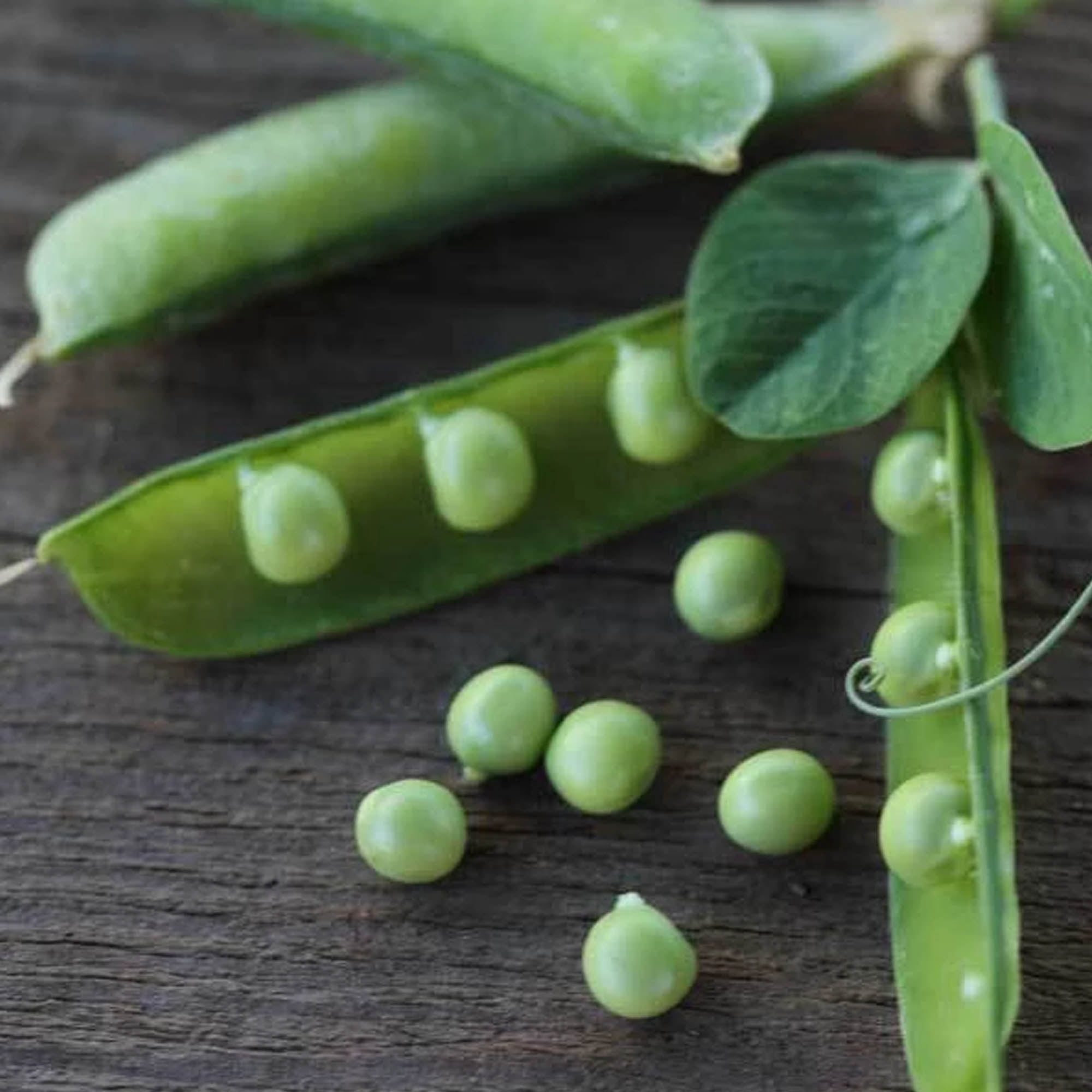 Alaska Pea Seeds - 1 LB ~1,800 Seeds - Heirloom, Non-GMO Vegetable ...