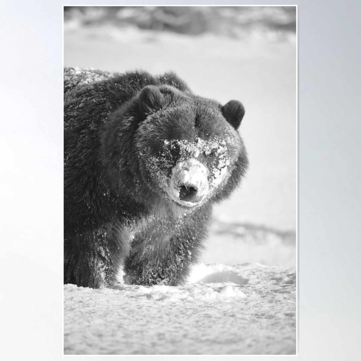 Alaskan Grizzly Bear In Snow - 3 B & W Poster Wall Art Modern Wall ...