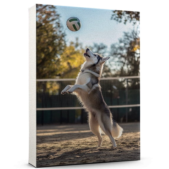 Alaskan Klee Kai Dog Playing Volleyball Stretched Canvas Size 8x12 ...