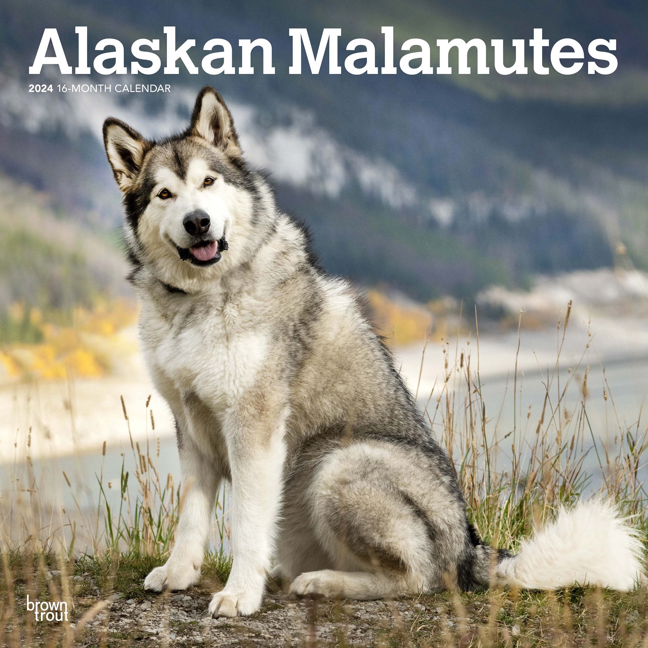 Alaskan Malamutes | 2024 12x24" (Hanging) Wall Calendar | BrownTrout ...