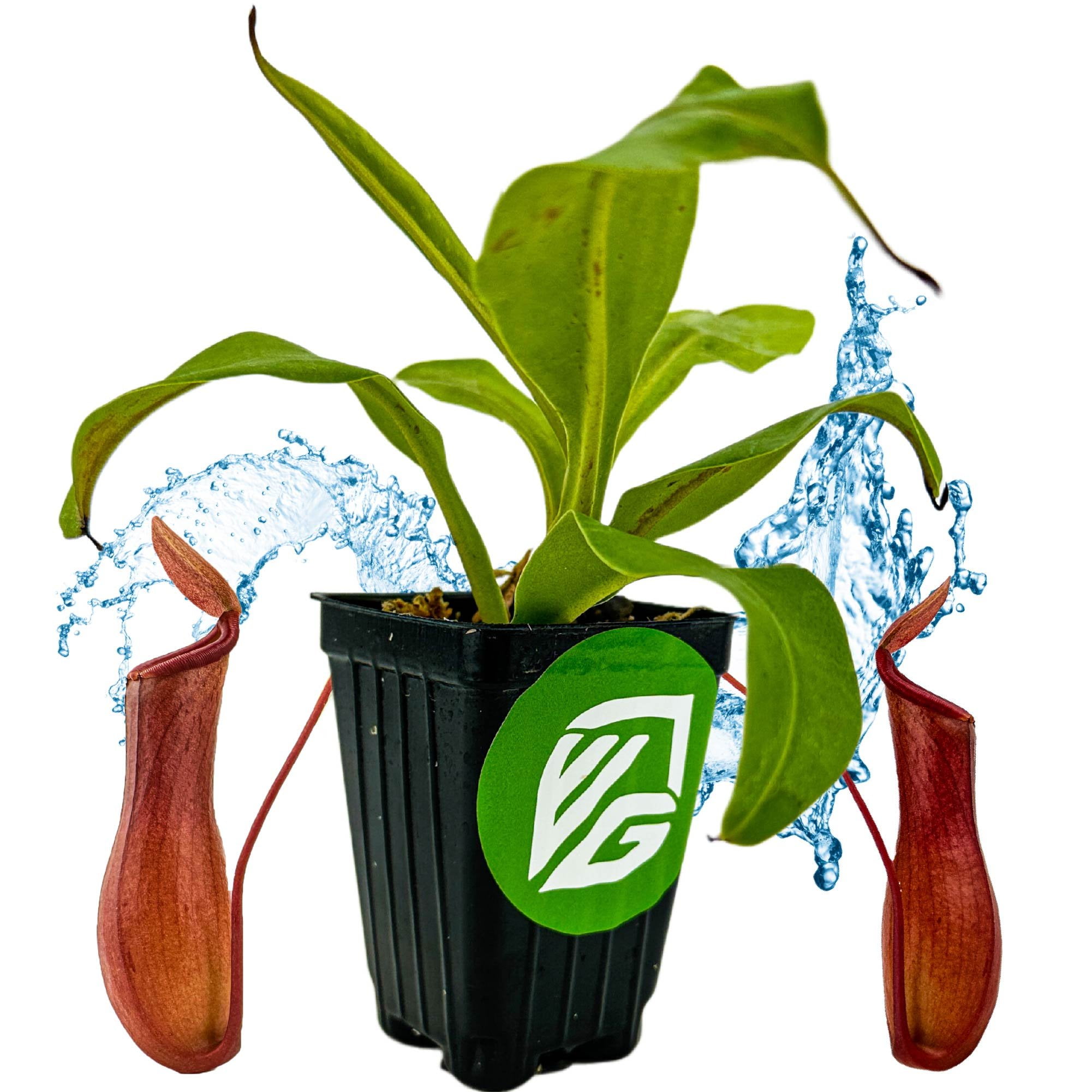 Alata Carnivorous Pitcher Plant - Nepenthes, Ideal for Indoor Use, Live ...
