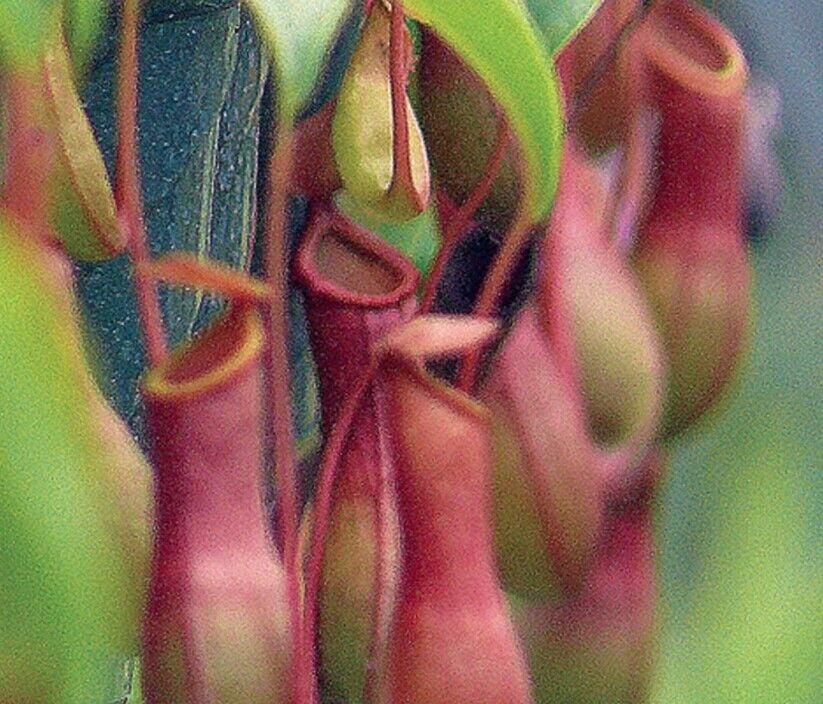 Alata Pitcher Plant - Nepenthes - LIVE CARNIVOROUS PLANT - Walmart.com