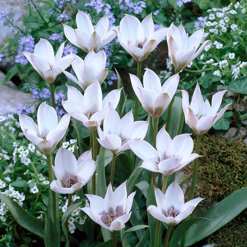 Alba Coerulea Oculata Botanical Tulip Flower Bulbs - 10 Bulbs per Pack ...