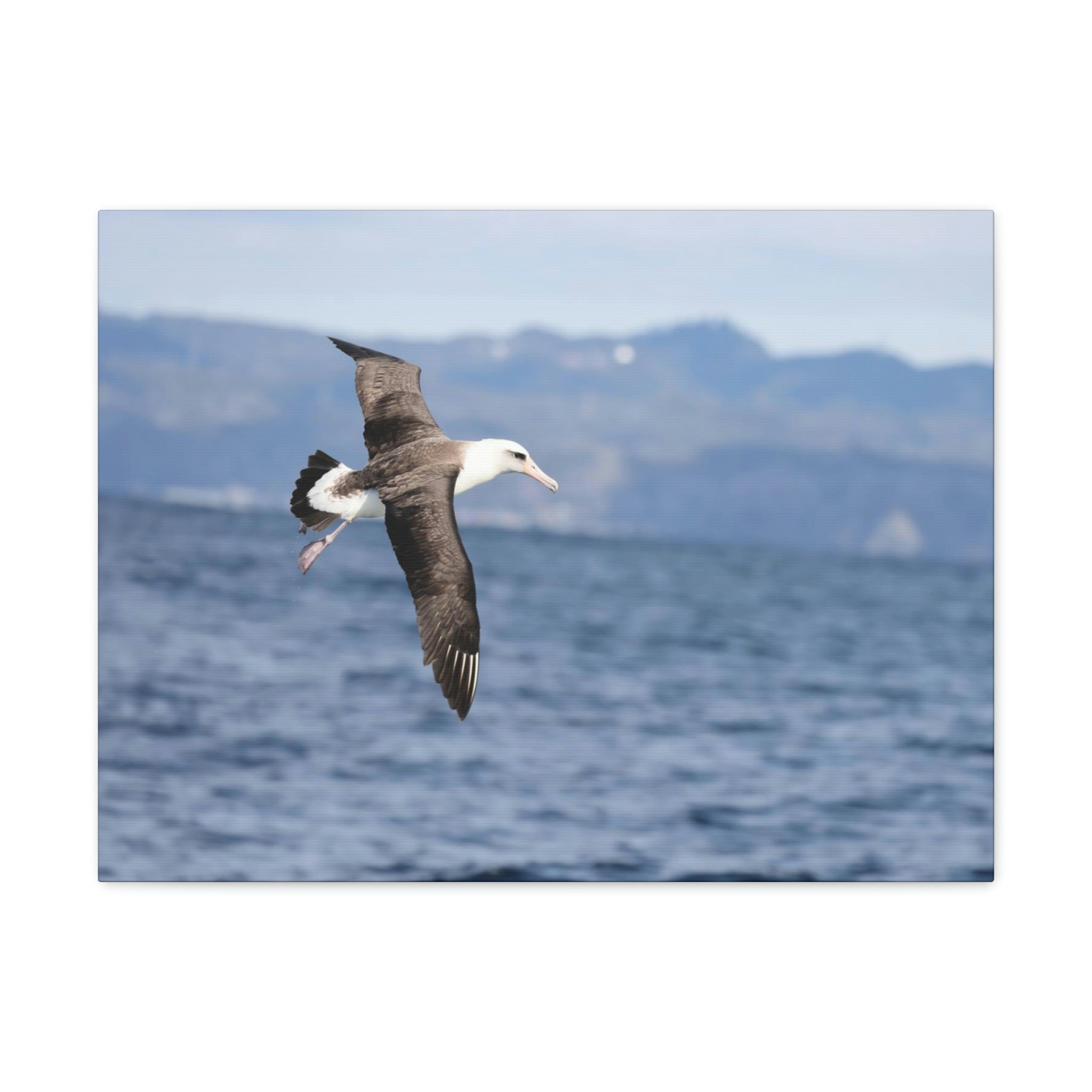 Albatross Hunting Albatross on Hunt Print Animal Wall Art Wildlife ...