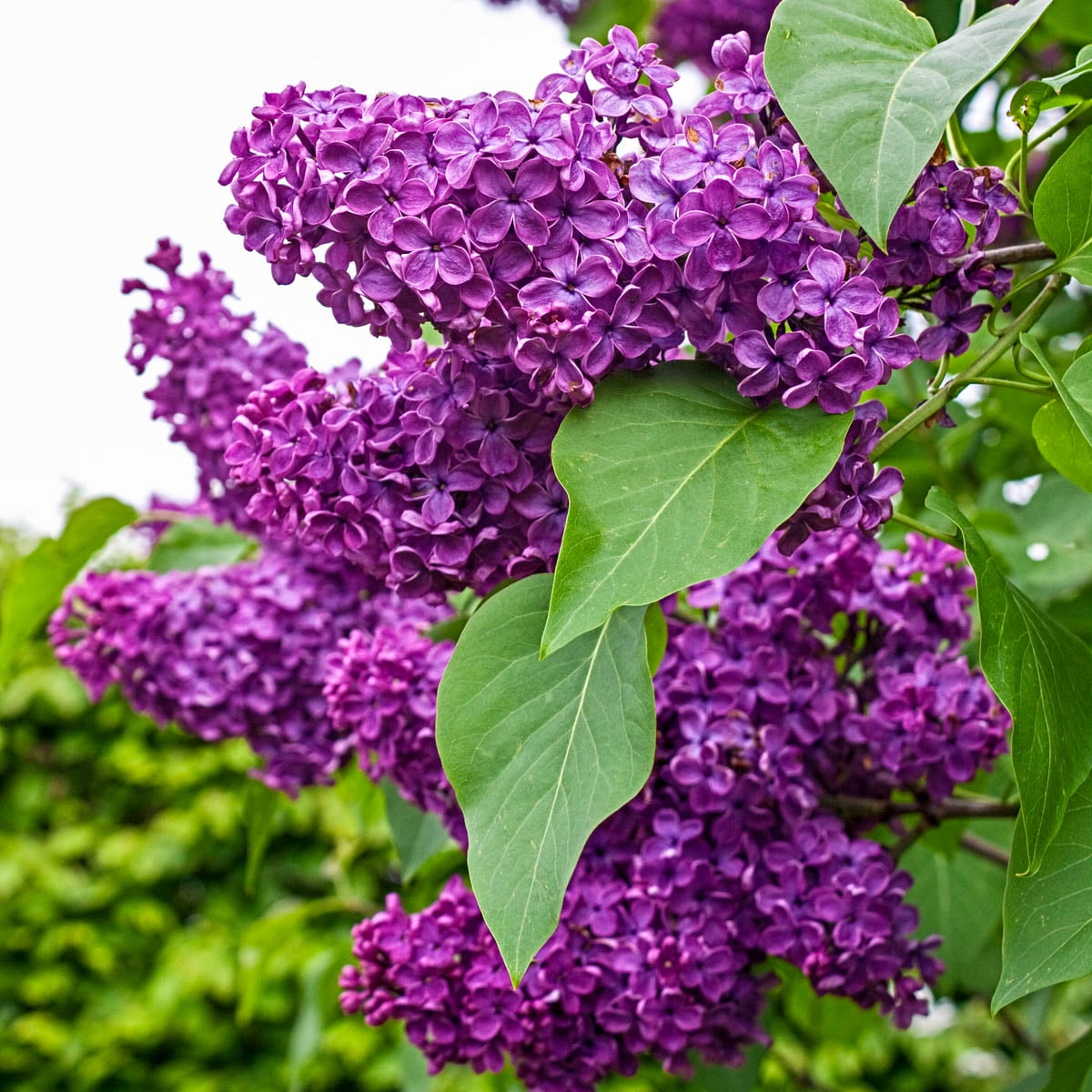 Albert F Holden Lilac Potted Deciduous Flowering Starter Shrub (1-Pack ...