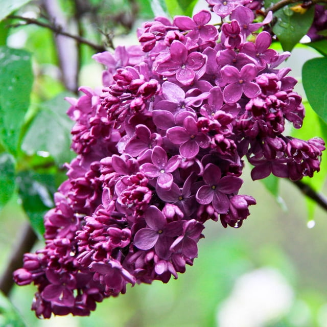 Albert Holden French Hybrid Lilac Bush, Potted Flowering Shrub, in a 2. ...