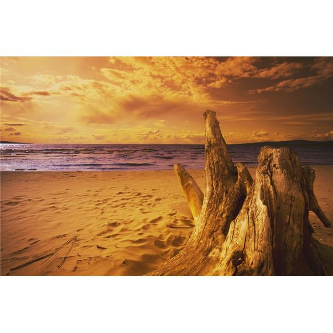 Alberta Canada; Driftwood On A Beach At Sunset Poster Print - Walmart.com