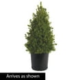 Alberta Dwarf Spruce Tree Potted Evergreen Plant, in a 2.25 Gal. Pot ...