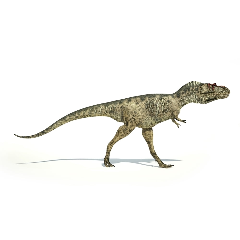 Albertosaurus dinosaur on white background Poster Print - Walmart.com