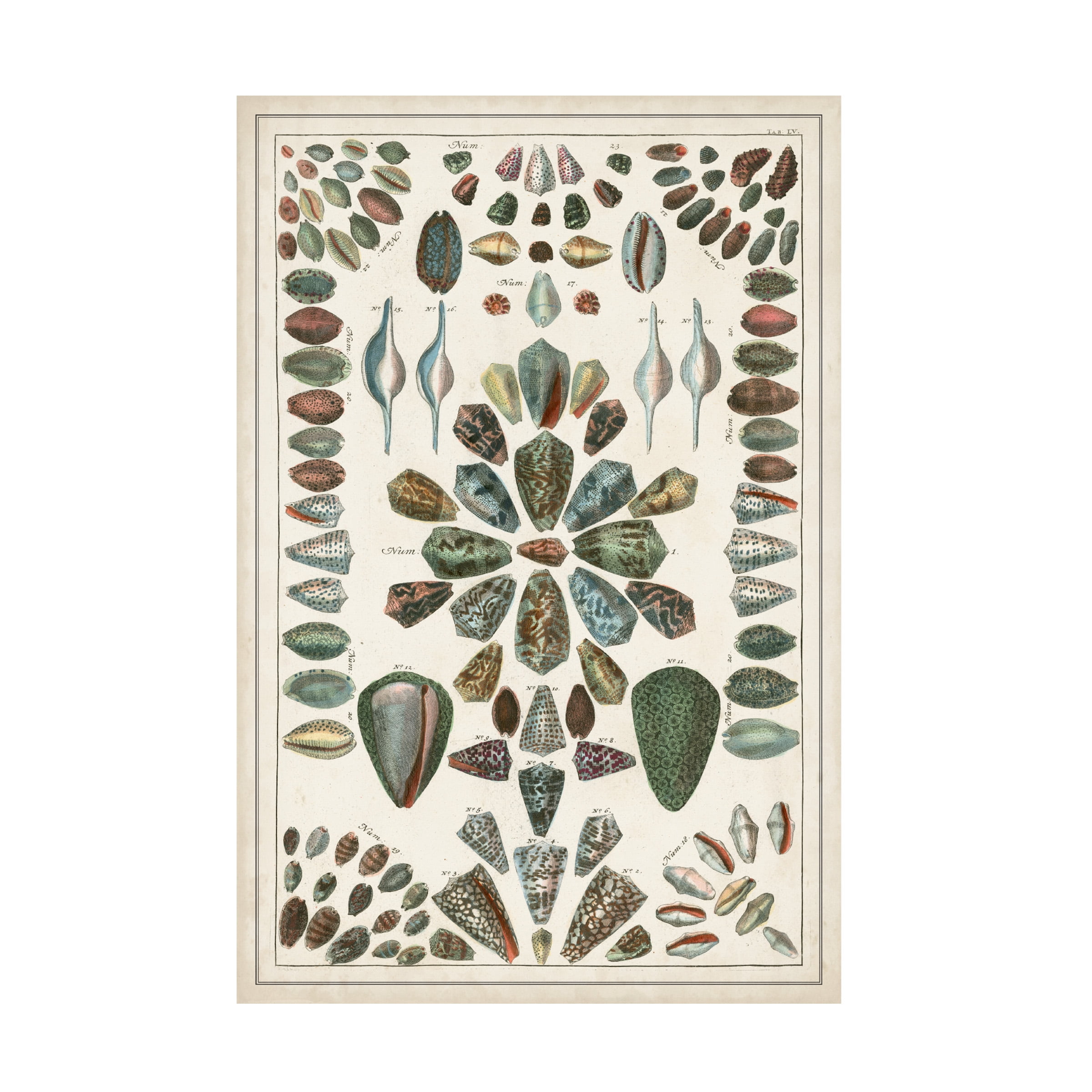 Albertus Seba 'Grand Seba Shells IV' Canvas Art - Walmart.com