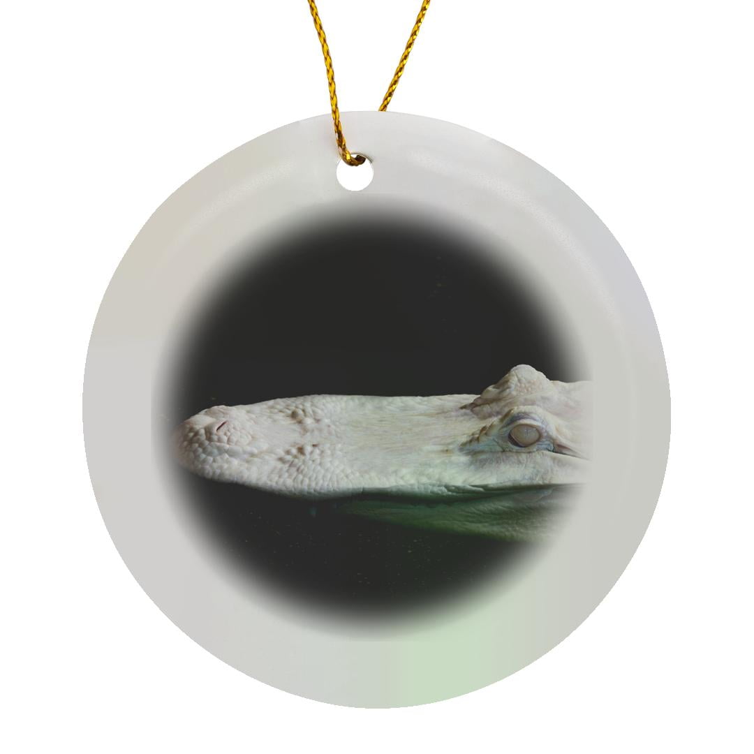 Albino Alligator, St Augustine, Florida, Usa - Us10 Jwl0048 - Joanne ...