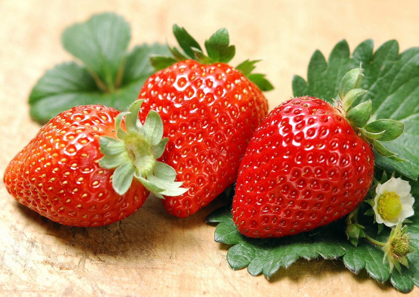 Albion Everbearing Strawberry 50 Bare Root Plants - NEW! Extra Large ...