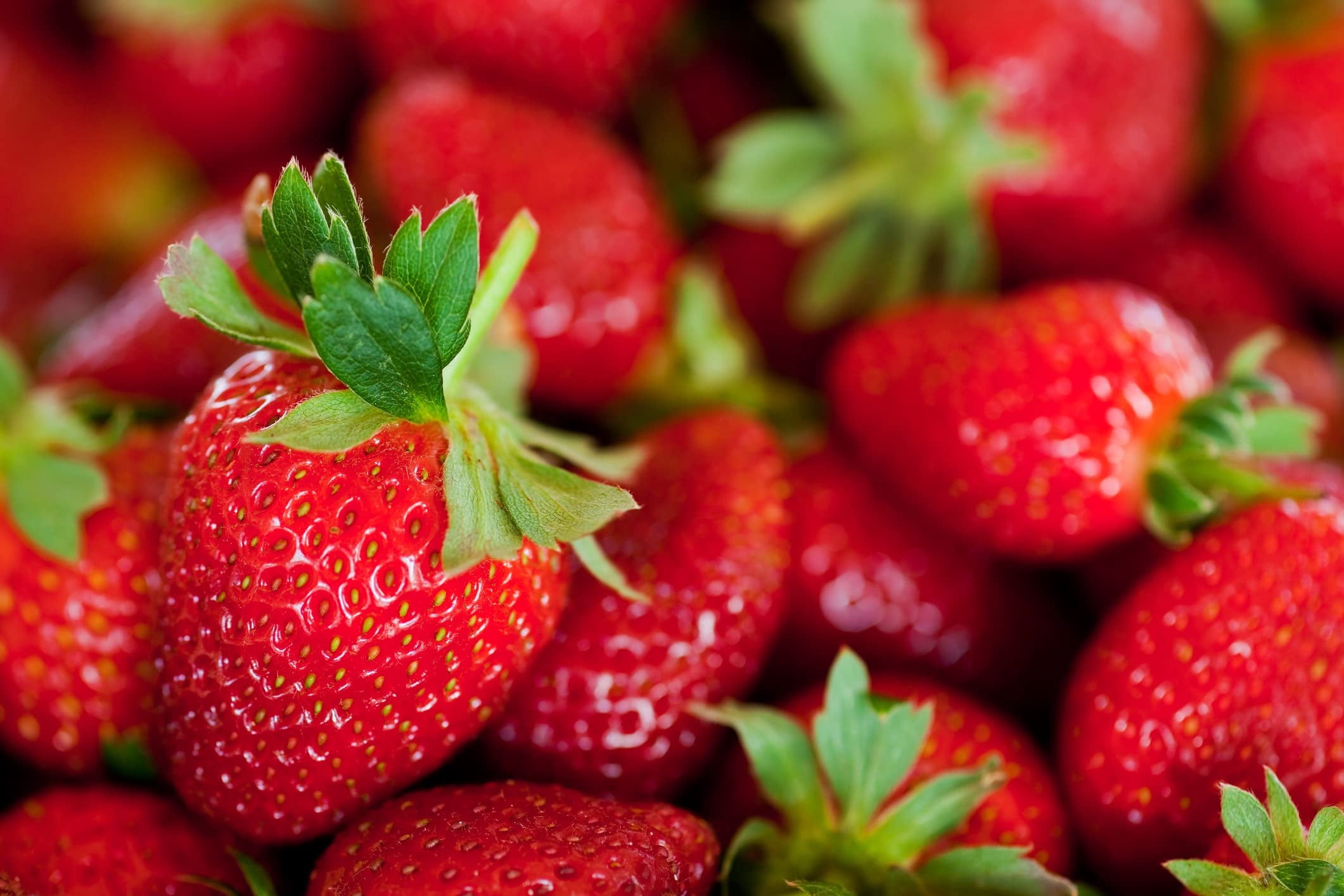 CZ Grain Albion Everbearing Strawberry Plants, High Yield, Firm Sweet ...