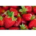 Albion Everbearing Strawberry Plants - Fruit Very Firm, Sweet, High ...