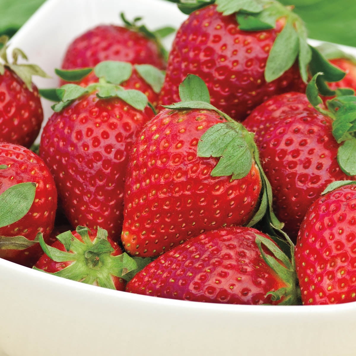 Albion Strawberry Dormant Bare Roots (10-Pack) - Walmart.com