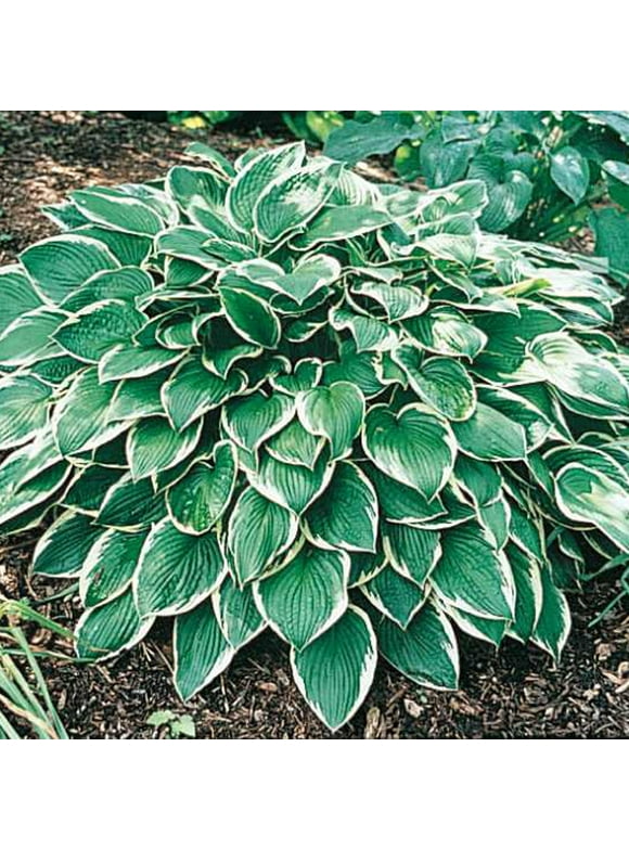 Hosta Plants in Perennials - Walmart.com