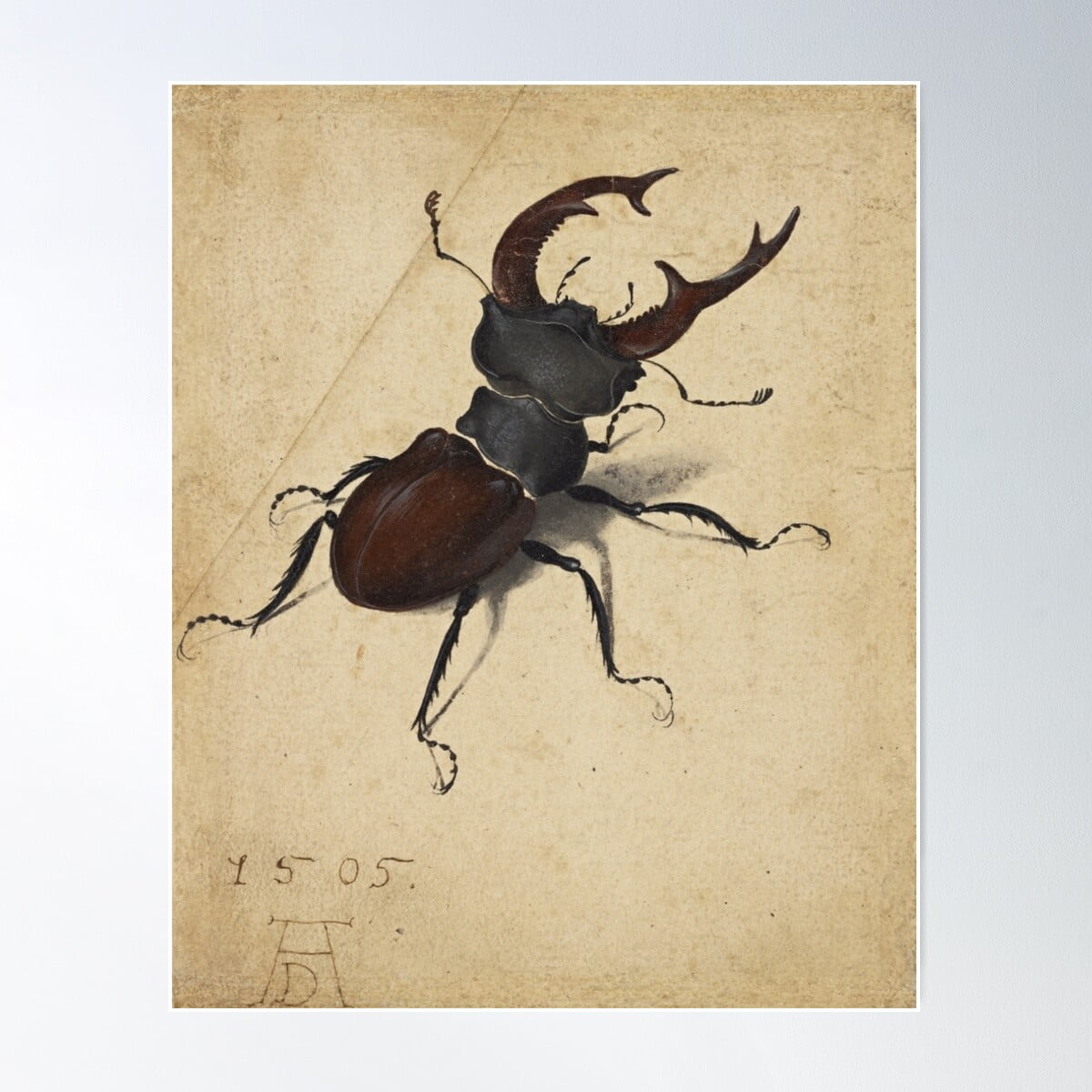 Albrecht Dürer - Stag Beetle 1505 Poster Wall Art, Modern Wall Decor ...