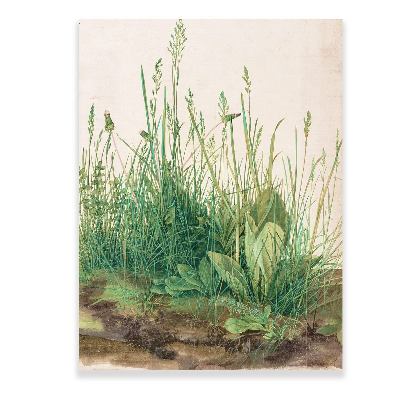 Albrecht Durer Canvas Wall Art - The Large Piece of Turf Wall Decor ...