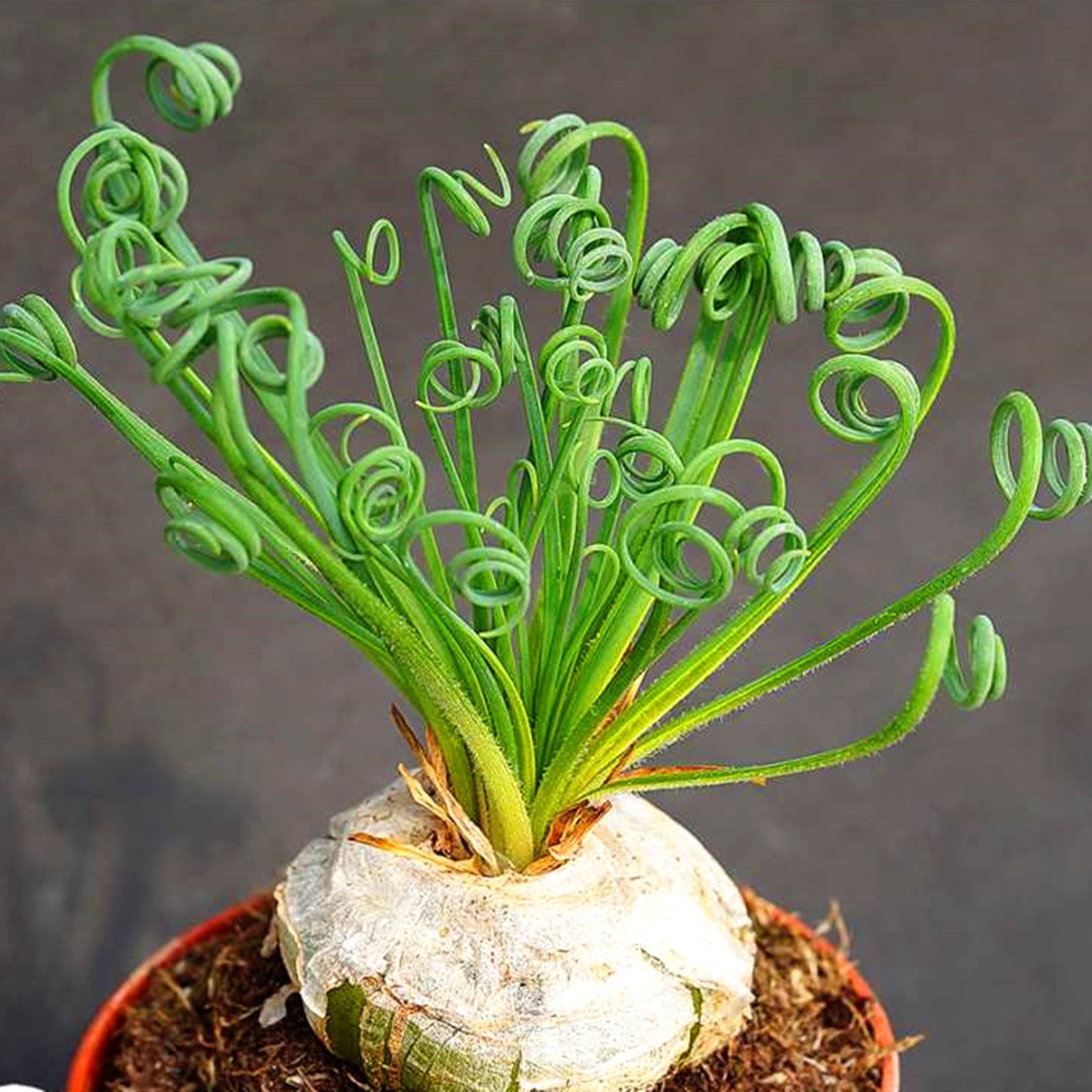 Albuca Spiralis Bulbs，Create Interesting Garden Scenery，Enjoyable In ...