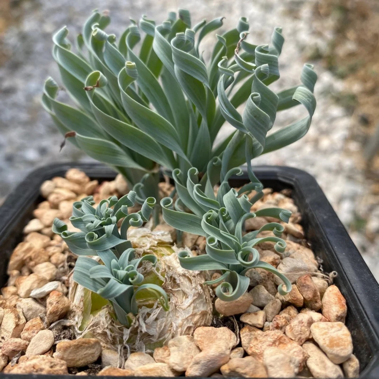 Albuca Spiralis-Easy Planting - Walmart.com