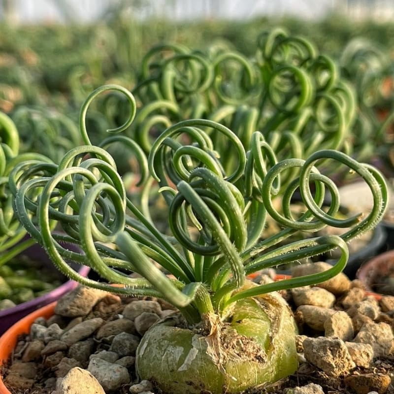 Albuca Spiralis Frizzle Sizzle Plant, Live Houseplant in 3.5 Inch Pot ...