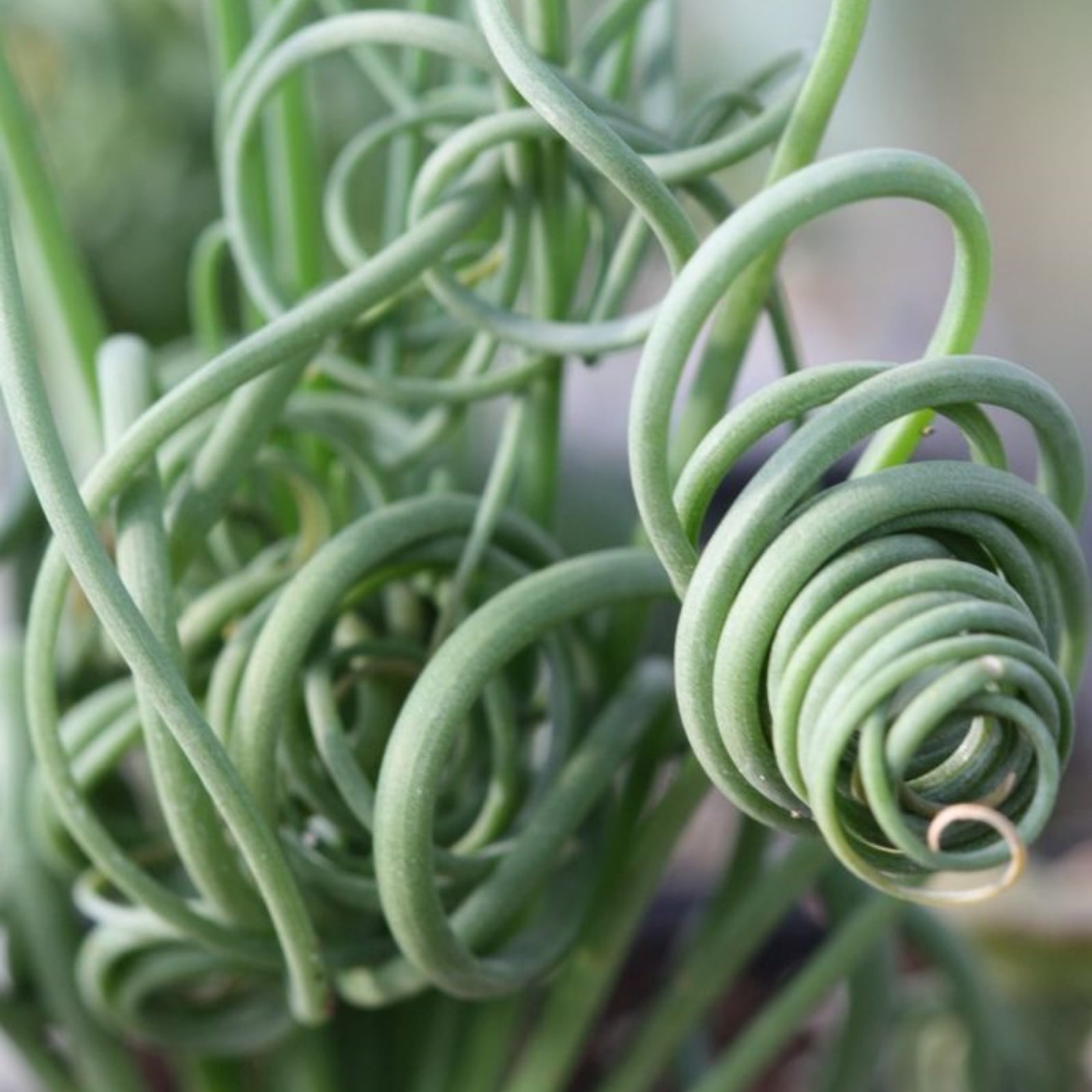 Albuca Spiralis-Garden decoration - Walmart.com