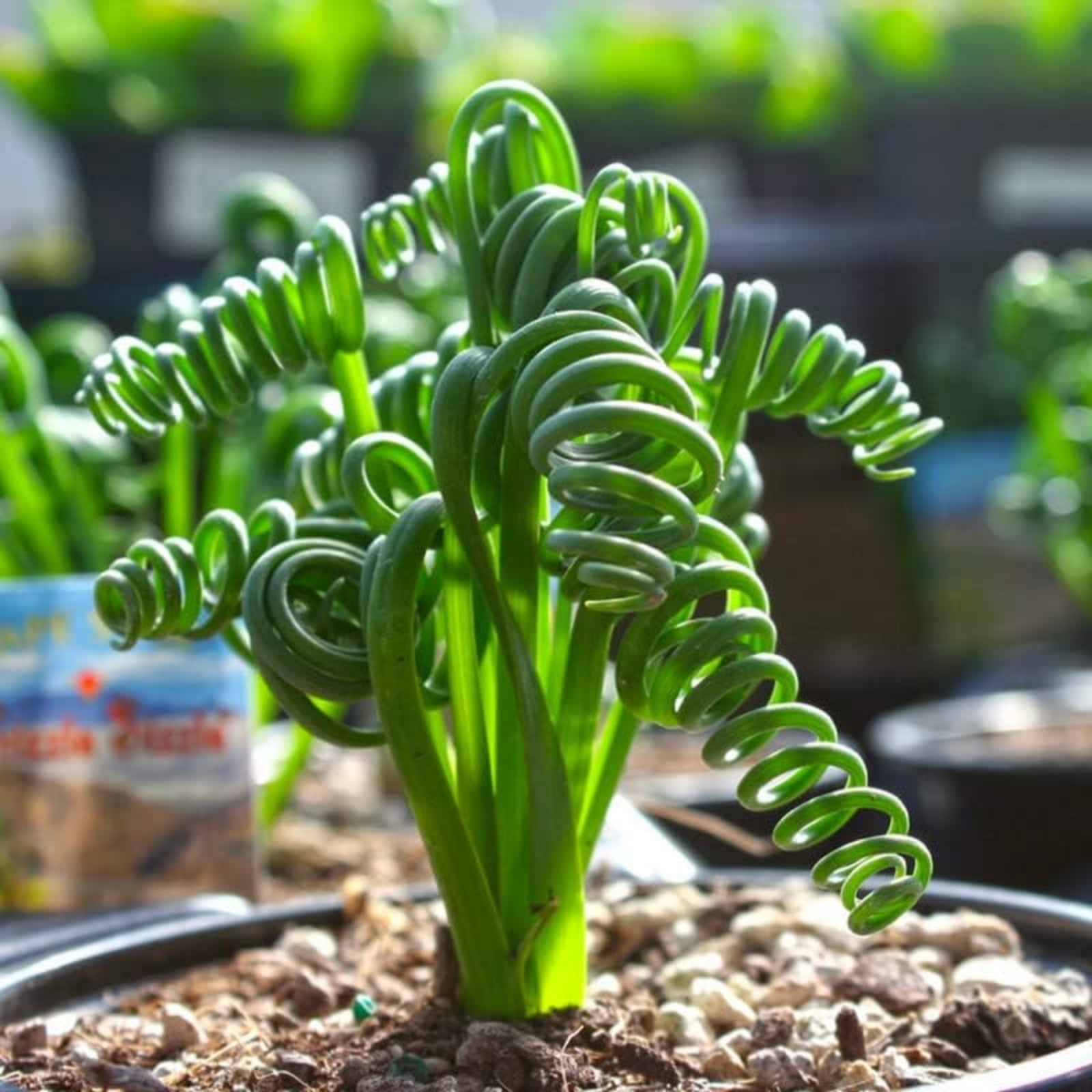 Albuca Spiralis-Garden decoration - Walmart.com