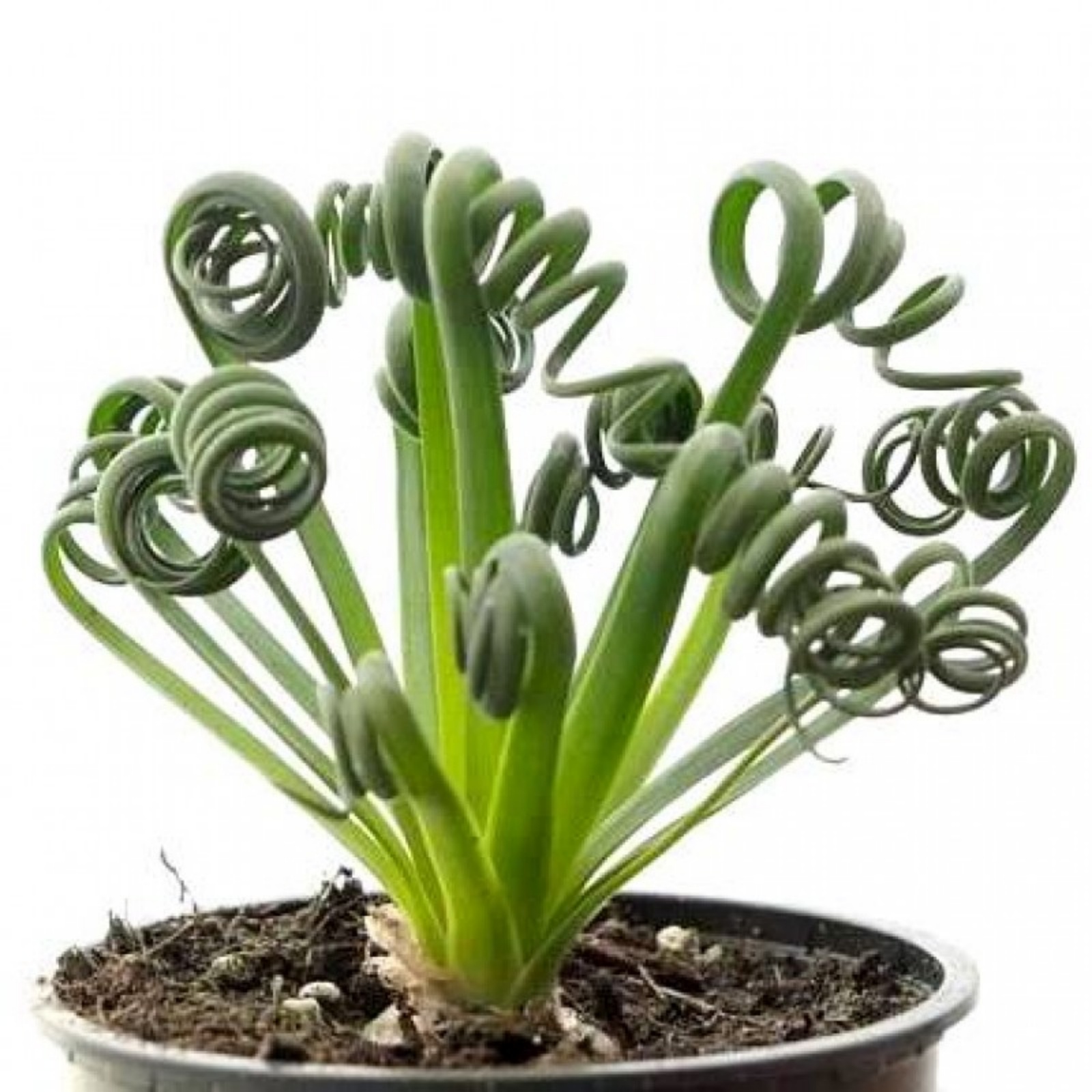 Albuca Spiralis-Garden decoration - Walmart.com