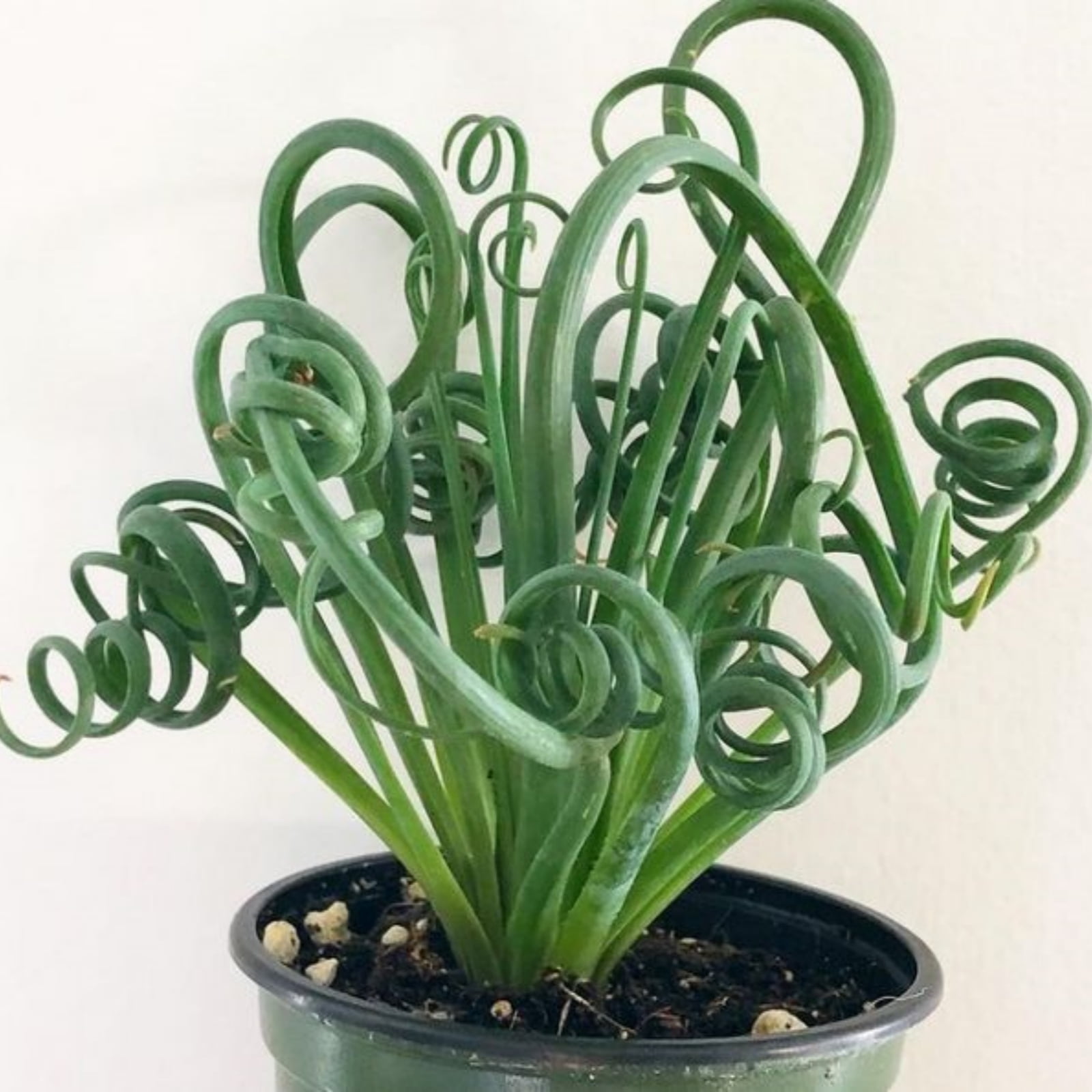 Albuca Spiralis-Garden decoration - Walmart.com
