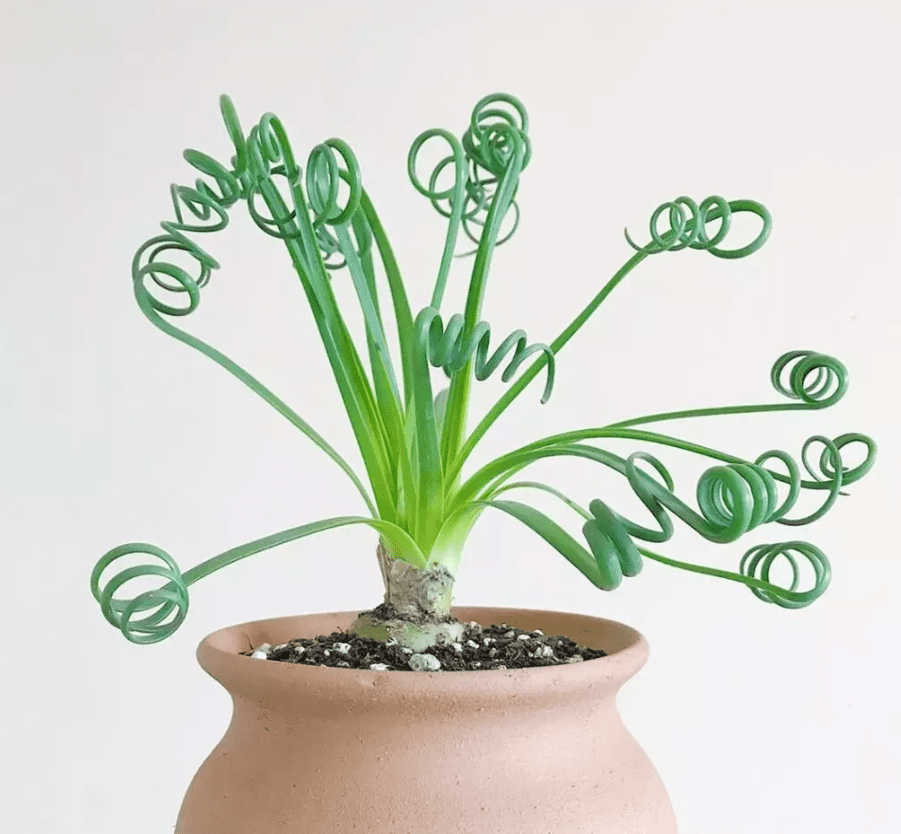 Albuca Spiralis Plant Augrabies Hills Frizzle Sizzle, Corkscrew Albuca ...