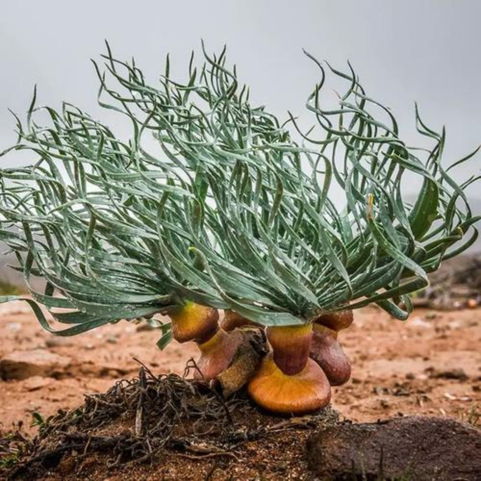 Albuca Spiralis- Simple to Grow - Walmart.com