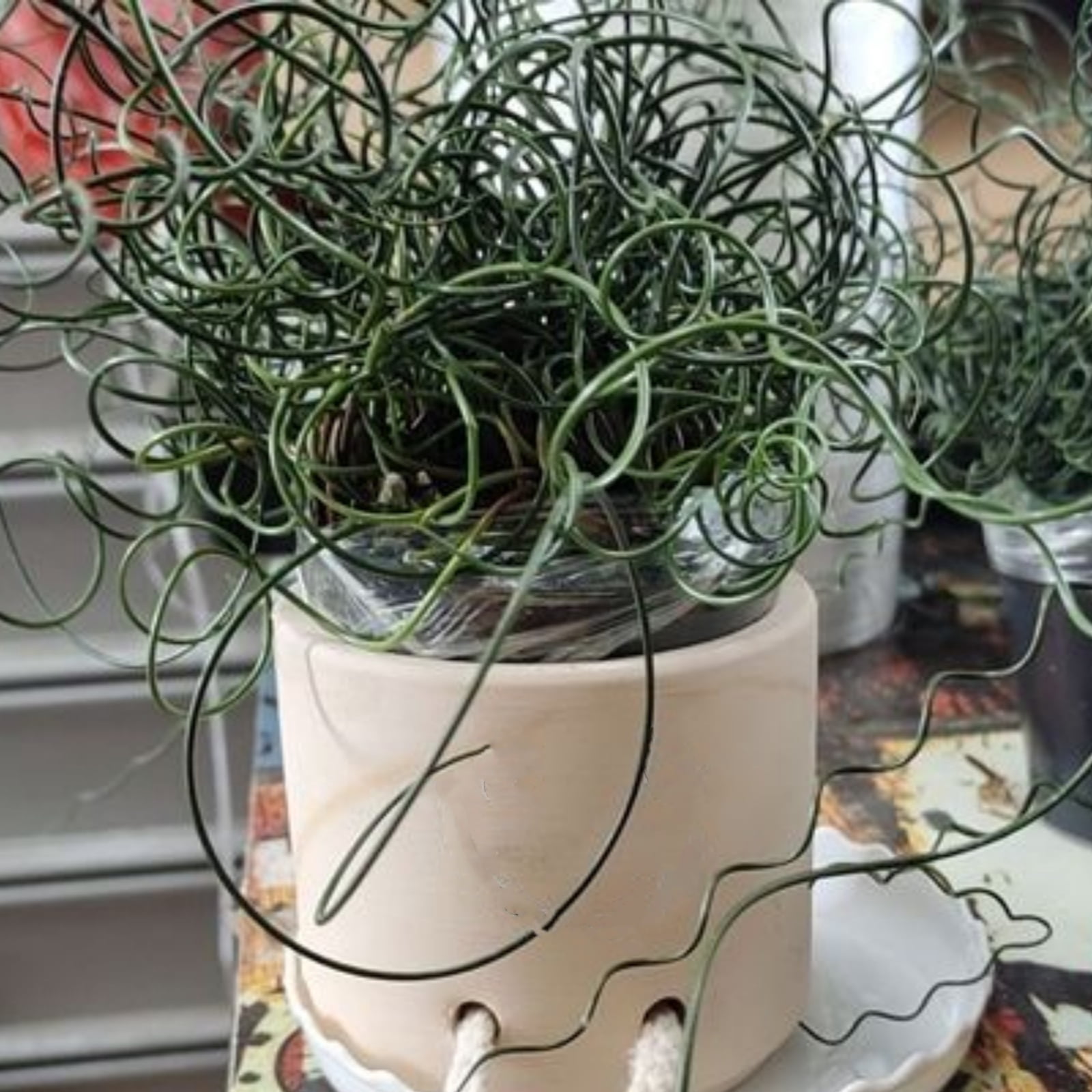 Albuca Spiralis- Simple to Grow - Walmart.com