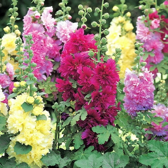 Alcea Rosea Spring Celebrities Hollyhock Flower Seeds Mix - 20 Seeds ...