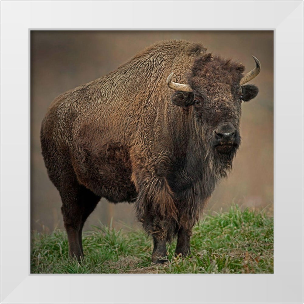 Alderman, Joe 15x15 White Modern Wood Framed Museum Art Print Titled ...