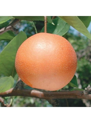 Fruit Trees in Trees - Walmart.com