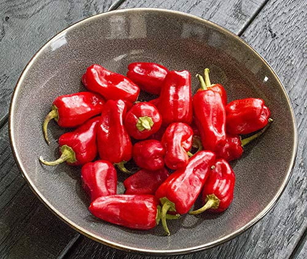 Aleppo Halaby Syrian Chile Hot Pepper Premium Seed Packet E11 - Walmart.com