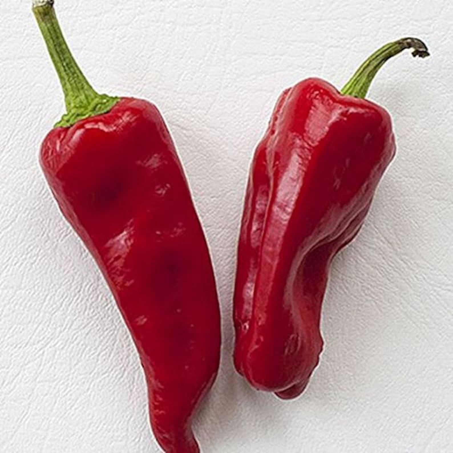 Sherwood's Seeds Aleppo Halaby Syrian Chile Hot Pepper Seeds, Premium ...
