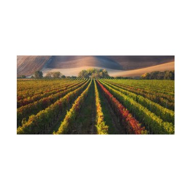 Turpin 'Turpin Tropical Fruit VI' Canvas Art - Walmart.com