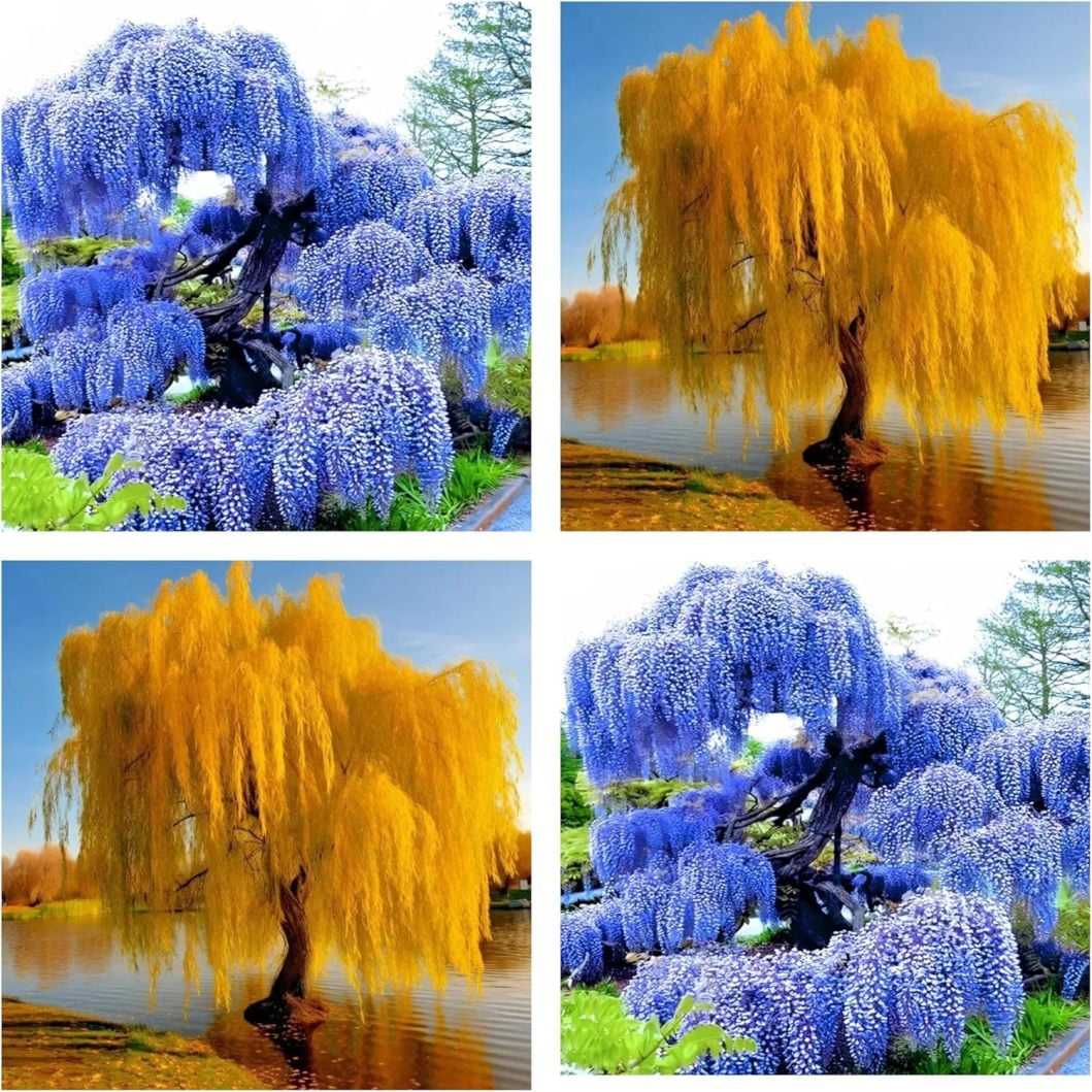 Alexa's Elegant Weeping Duo - 4 Live Trees to Plant - 2 Stunning Live Potted Blue Chinese ...