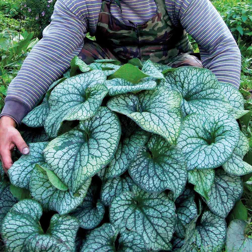 Alexander's Great Brunnera - Great in the Shade - Blue Flowers - 3" Pot ...