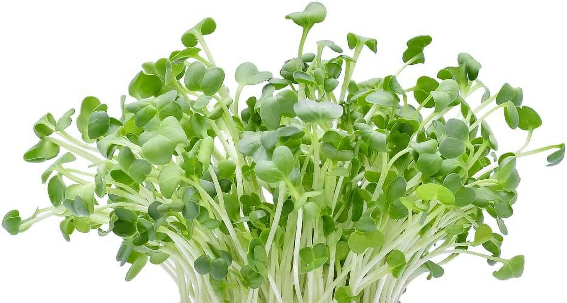 Alfalfa Microgreens Seed (250 Seeds) Easy and Fast Growing, Very ...