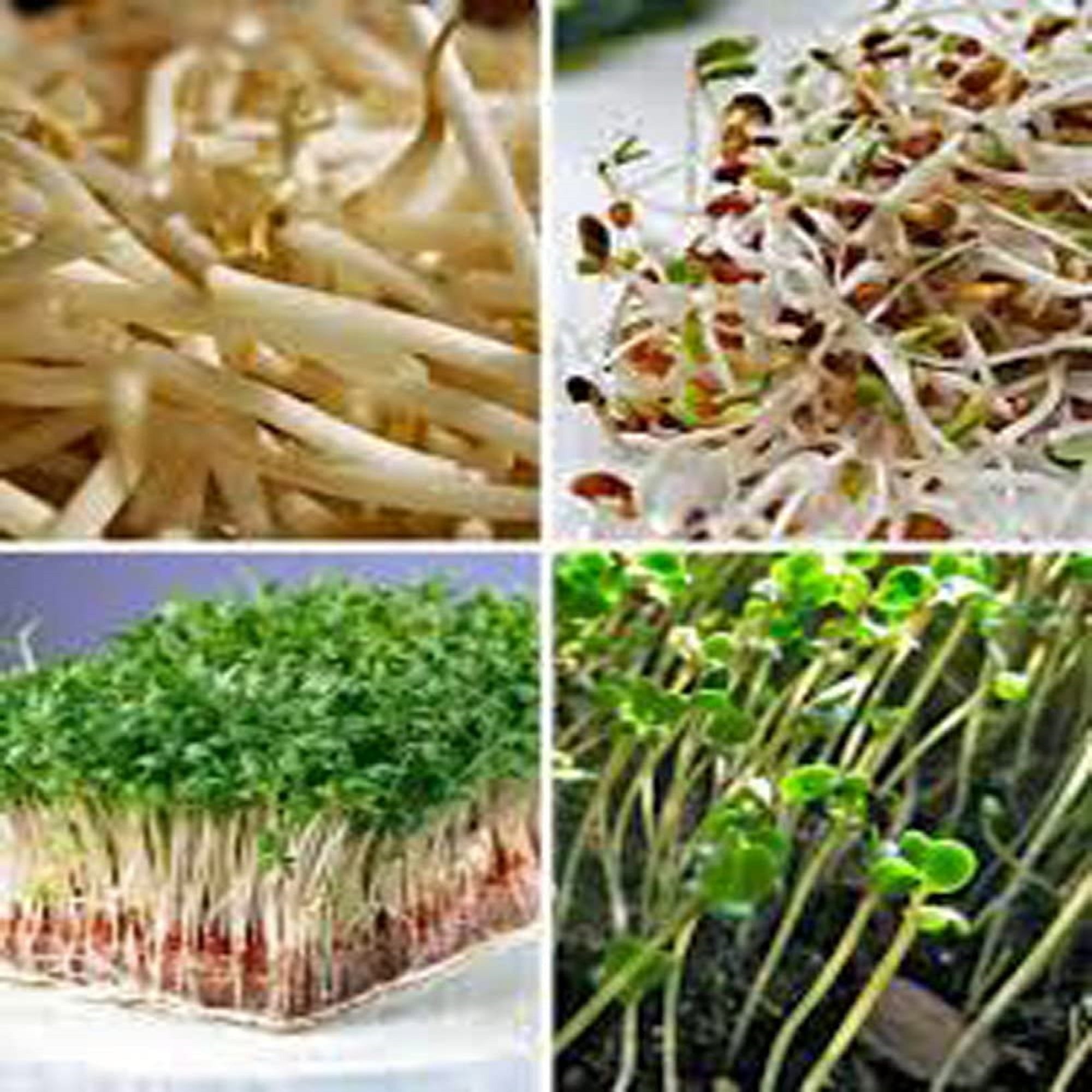 Alfalfa Sprout Seed, Sprouts, Heirloom, 500 Seeds. Non-GMO - Walmart.com