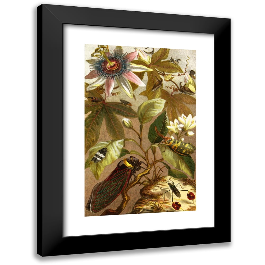 Alfred Edmund Brehm 11x14 Black Modern Framed Museum Art Print Titled - The Insects, Thousands ...
