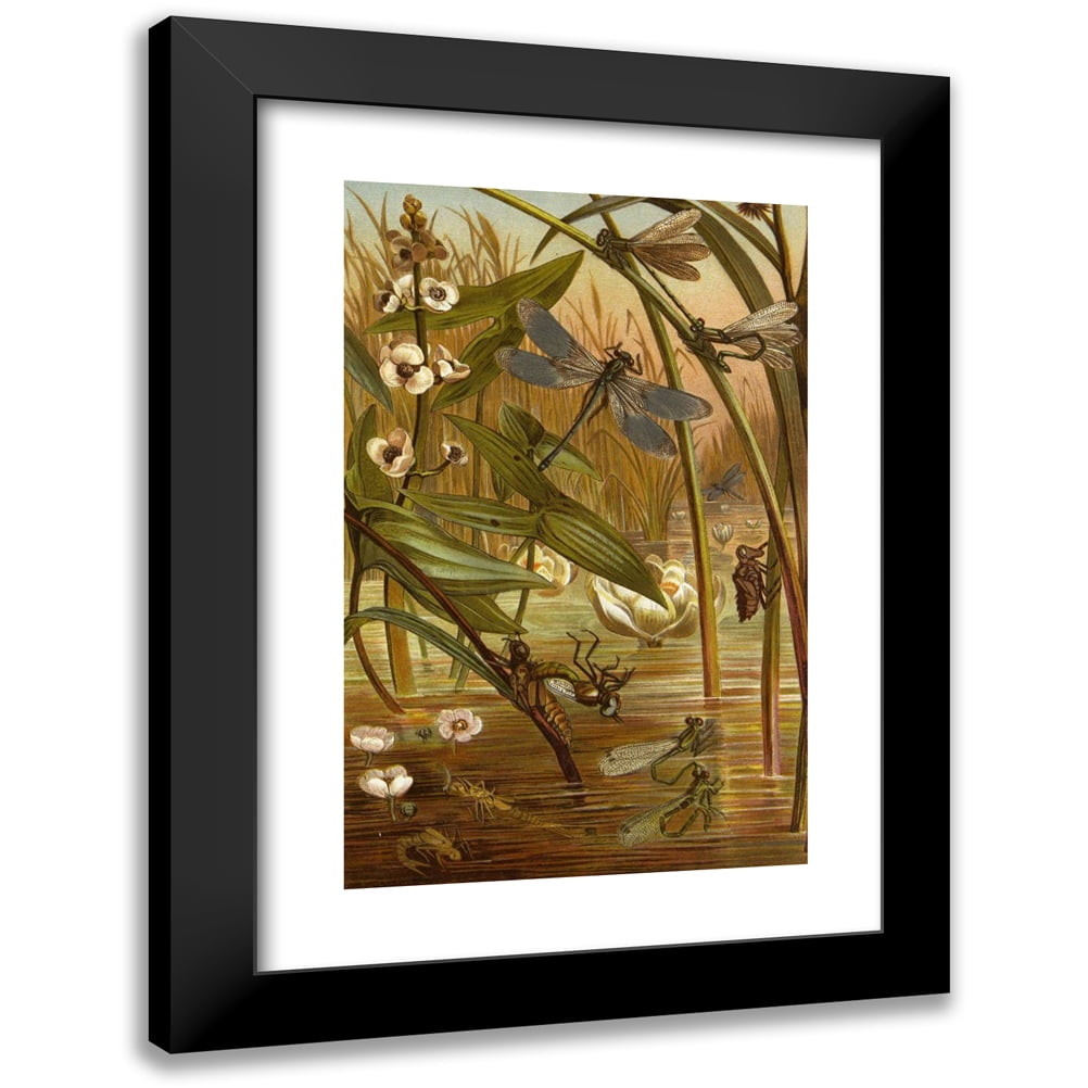 Alfred Edmund Brehm 17x24 Black Modern Framed Museum Art Print Titled - The Insects, Thousands ...