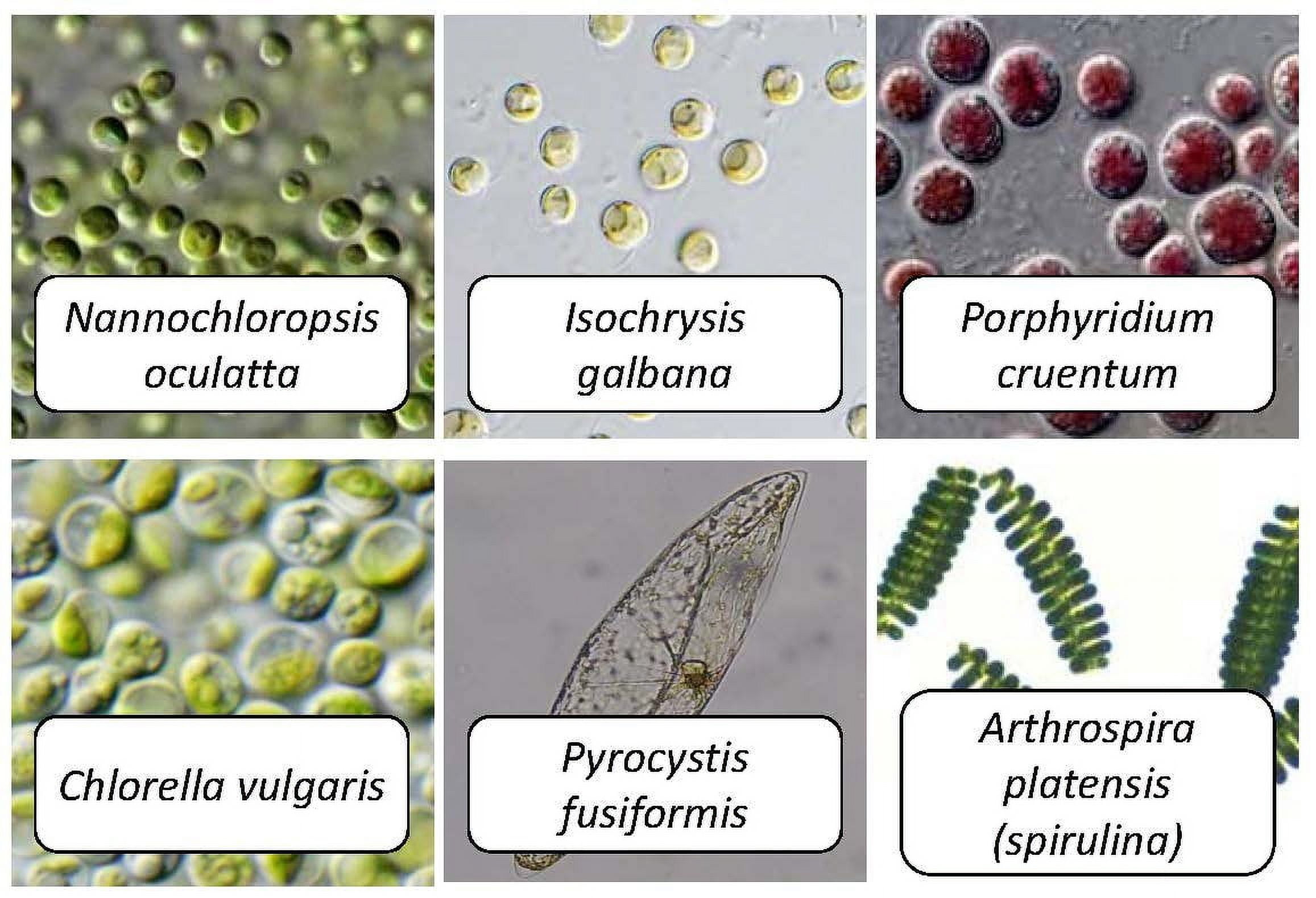 Algae Research Supply Algae Culture for Six Strains, Perfect for School ...