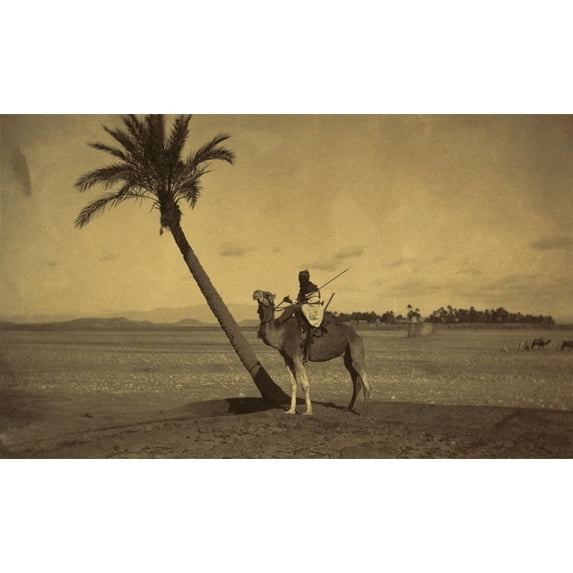 Algerian Camel Rider Next To A Palm Tree In A Desert Landscape. Photo ...