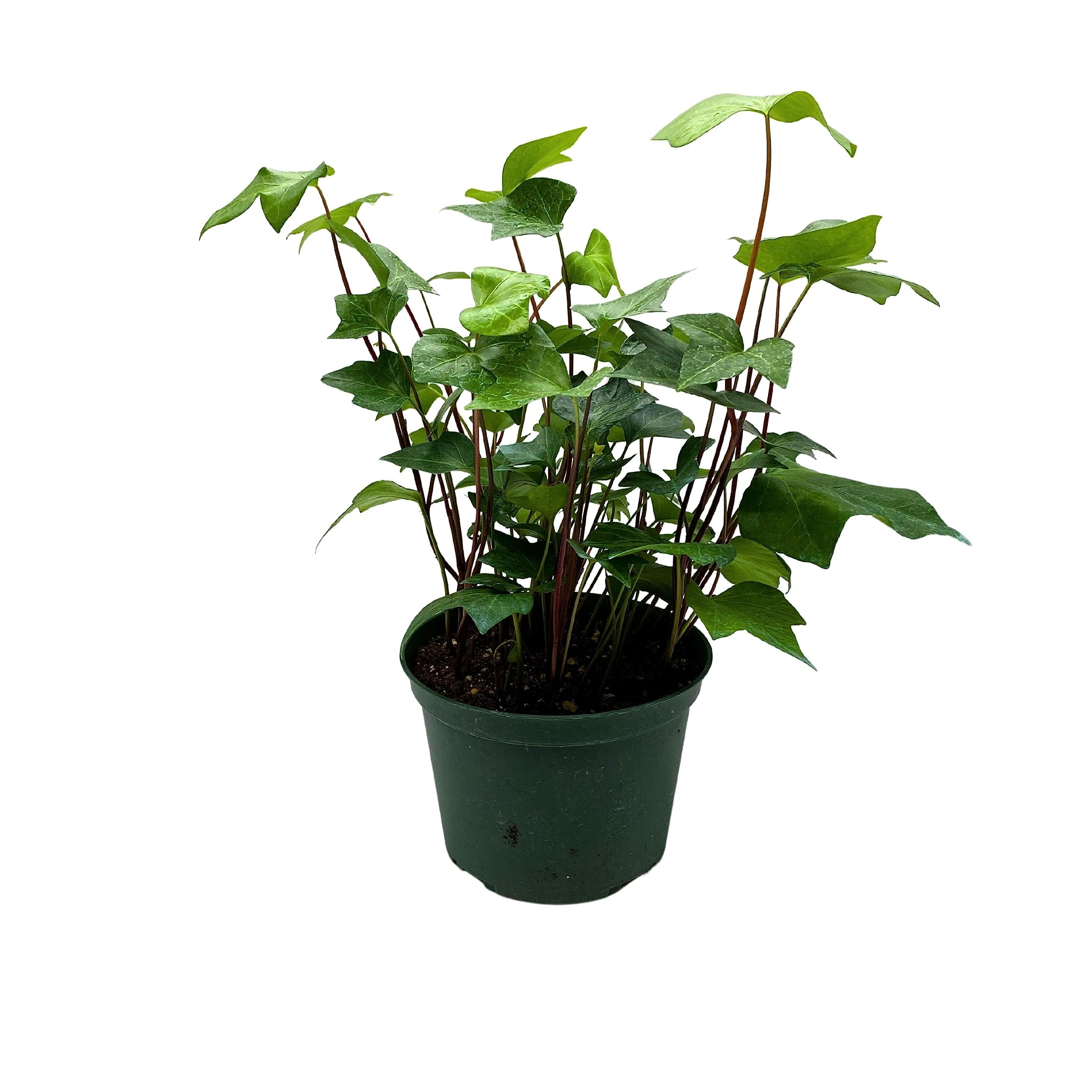 Algerian Ivy, Canary Island Ivy, Canary Ivy, Coney Island Ivy, Madeira ...