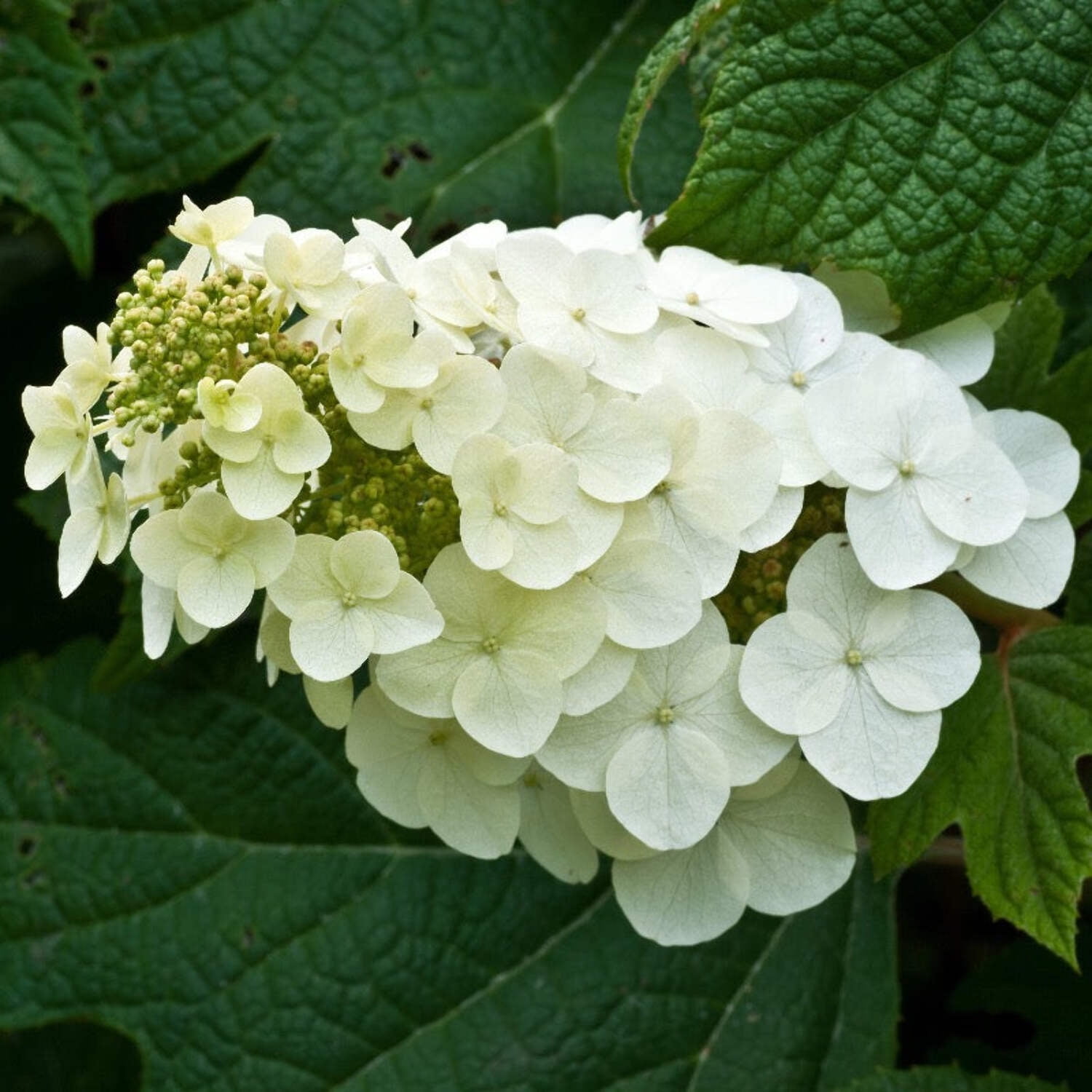 Alice Oakleaf Hydrangea - 3 Gallon Pot - Walmart.com