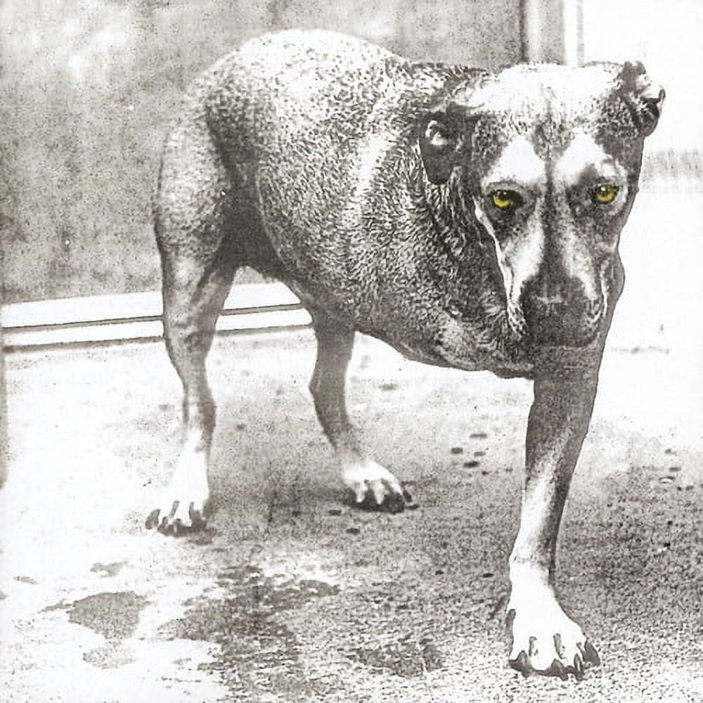 Alice in Chains - Alice in Chains - Music & Performance - CD Alice in Chains - Alice in Chains - Music & Performance - CD