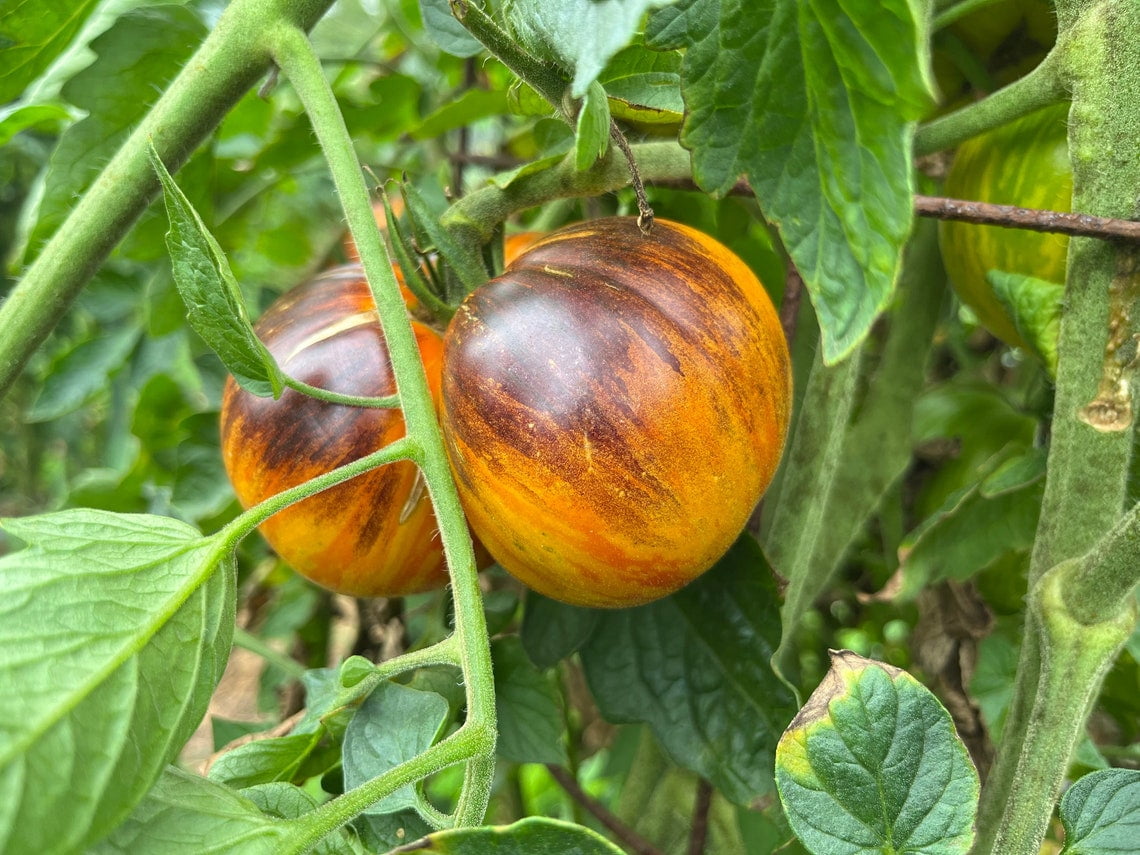 Sherwood's Seeds Premium 10 Seeds Alice's Dream Tomato Plant Seeds ...